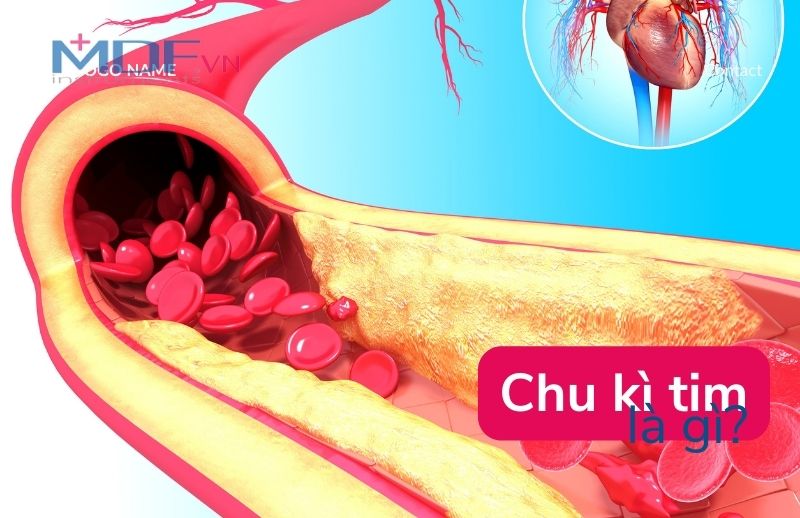 Chu kì tim là gì? Tim hoạt động và bơm máu qua cơ thể như thế nào?